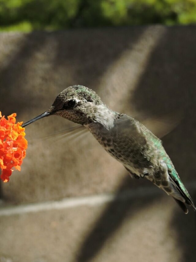 Hummingbird Food Recipe Story - Brown Thumb Mama®