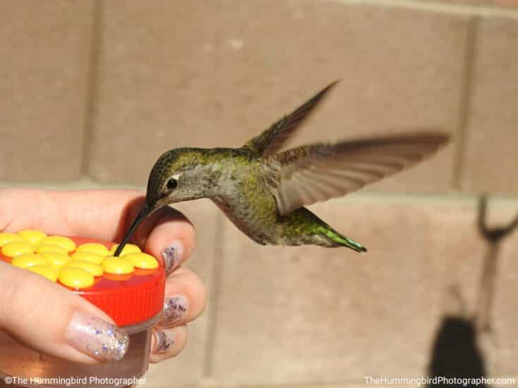 Hummingbird Food Recipe - Brown Thumb Mama®