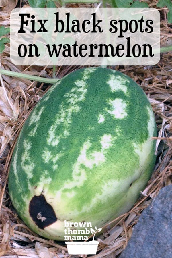 How to Fix Blossom End Rot - Brown Thumb Mama®