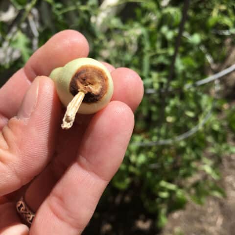 How to Fix Blossom End Rot - Brown Thumb Mama®