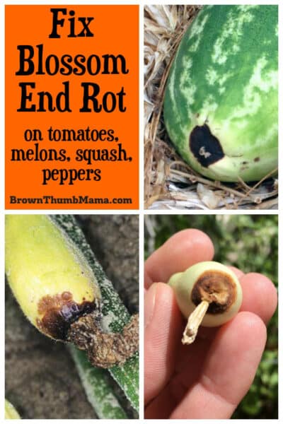 How to Fix Blossom End Rot • Brown Thumb Mama®