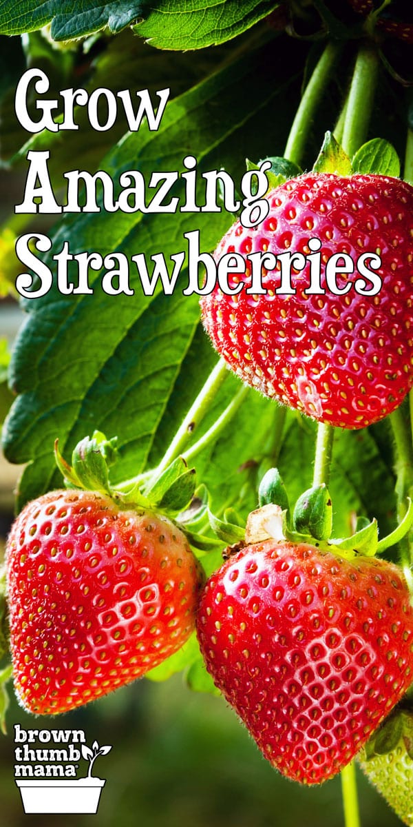 Grow Gallons of Strawberries - Brown Thumb Mama®
