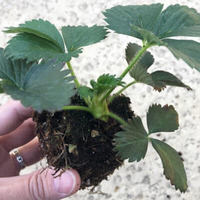 Grow Amazing Strawberries - Brown Thumb Mama®