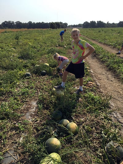When to Harvest Watermelon • Brown Thumb Mama®