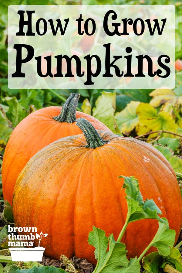 Grow & Harvest Perfect Pumpkins - Brown Thumb Mama®