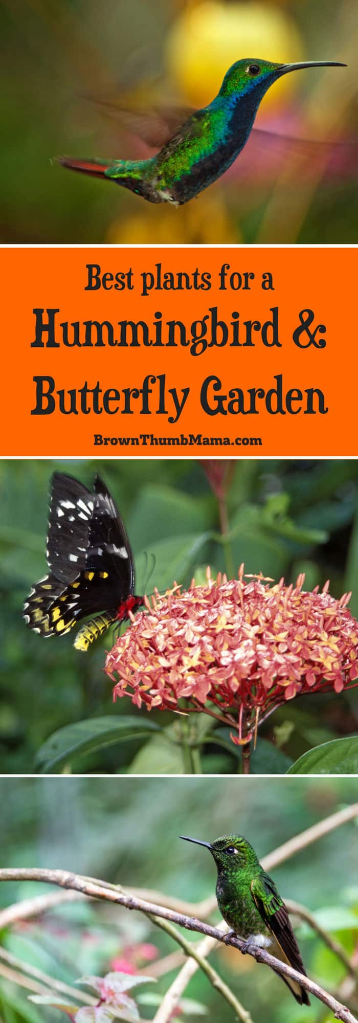 Create a Butterfly & Hummingbird Garden | Brown Thumb Mama