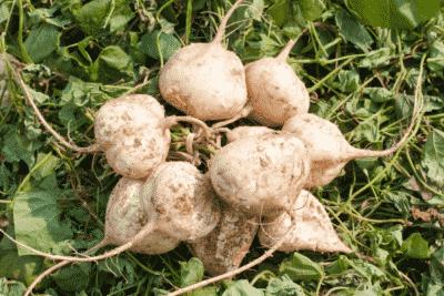 How to Grow Jicama - Brown Thumb Mama®