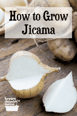 How to Grow Jicama - Brown Thumb Mama®