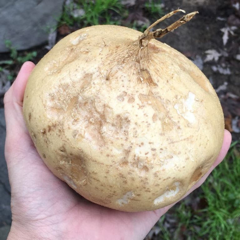 How to Grow Jicama - Brown Thumb Mama®