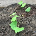 How to Grow Jicama - Brown Thumb Mama®