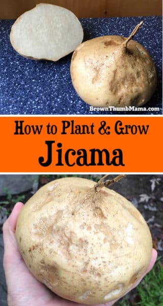 How to Grow Jicama - Brown Thumb Mama®