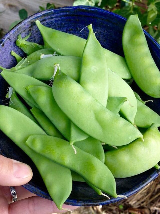 How to Plant & Grow Snow Peas Story - Brown Thumb Mama®