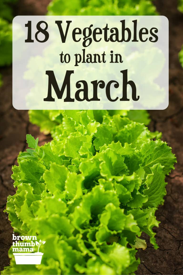 18 Vegetables to Plant in March {Zone 9} - Brown Thumb Mama®