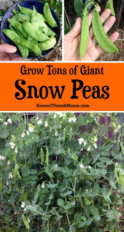 How to Plant & Grow Snow Peas • Brown Thumb Mama®