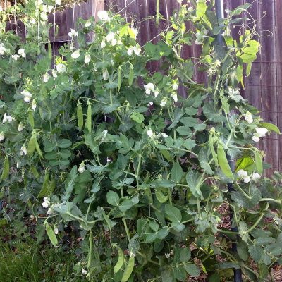 How to Plant & Grow Snow Peas - Brown Thumb Mama®