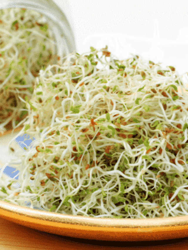 How to Grow Sprouts Story - Brown Thumb Mama®
