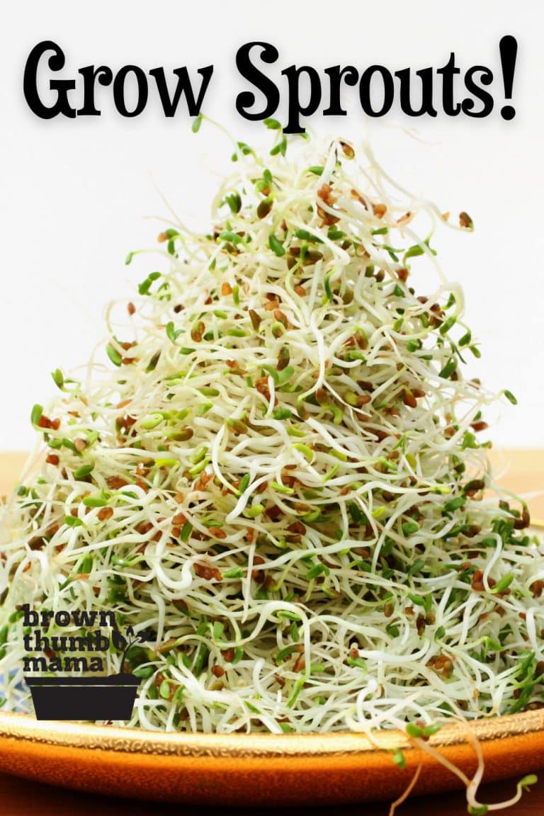 How to Grow Sprouts - Brown Thumb Mama®