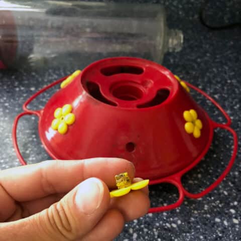 Pick the Best Hummingbird Feeder - Brown Thumb Mama®