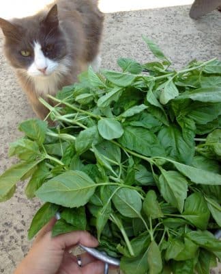 Grow an Endless Supply of Basil From One Plant - Brown Thumb Mama®