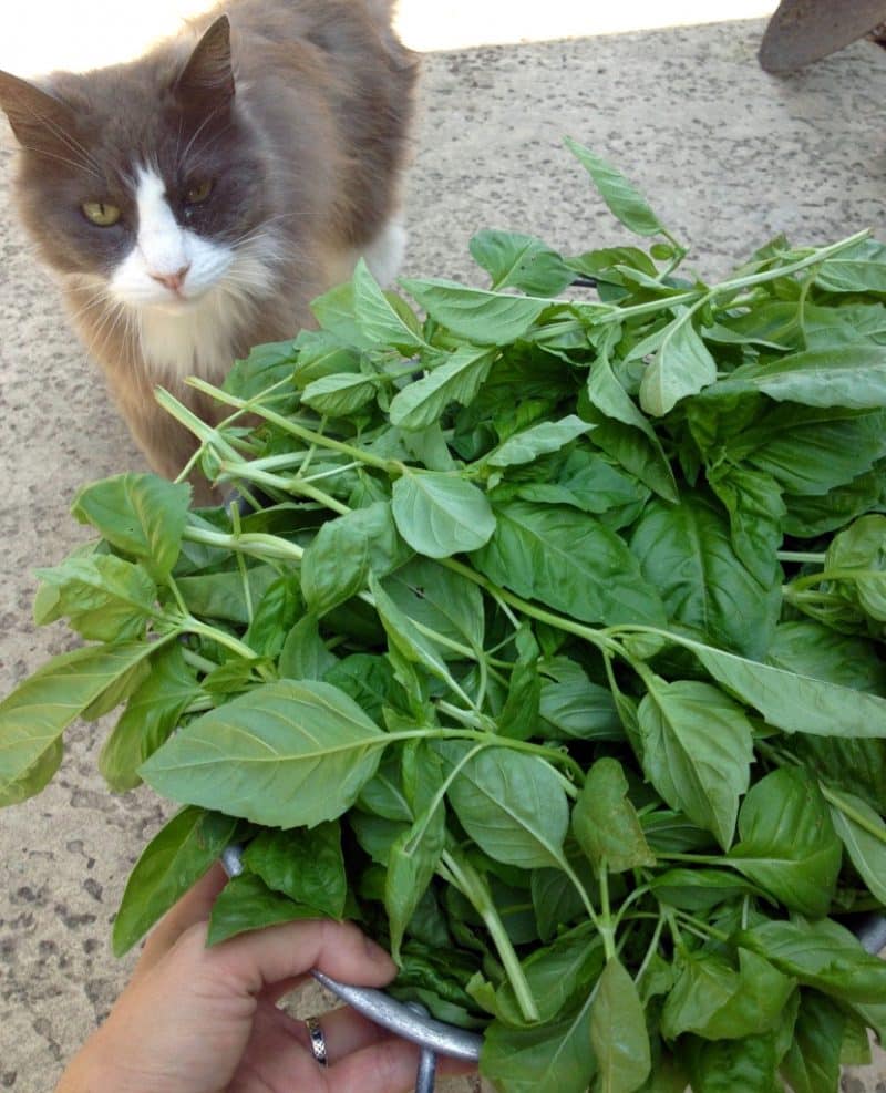 Grow an Endless Supply of Basil From One Plant - Brown Thumb Mama®