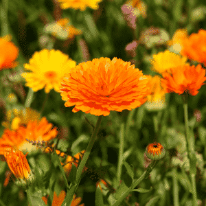 14 Vegetables to Plant in October {Zone 9} - Brown Thumb Mama®