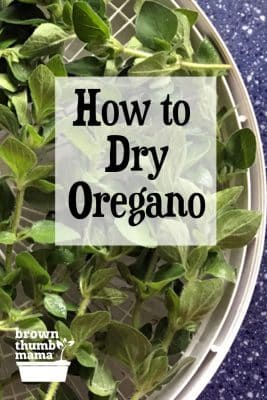 How to Dry & Store Oregano - Brown Thumb Mama®