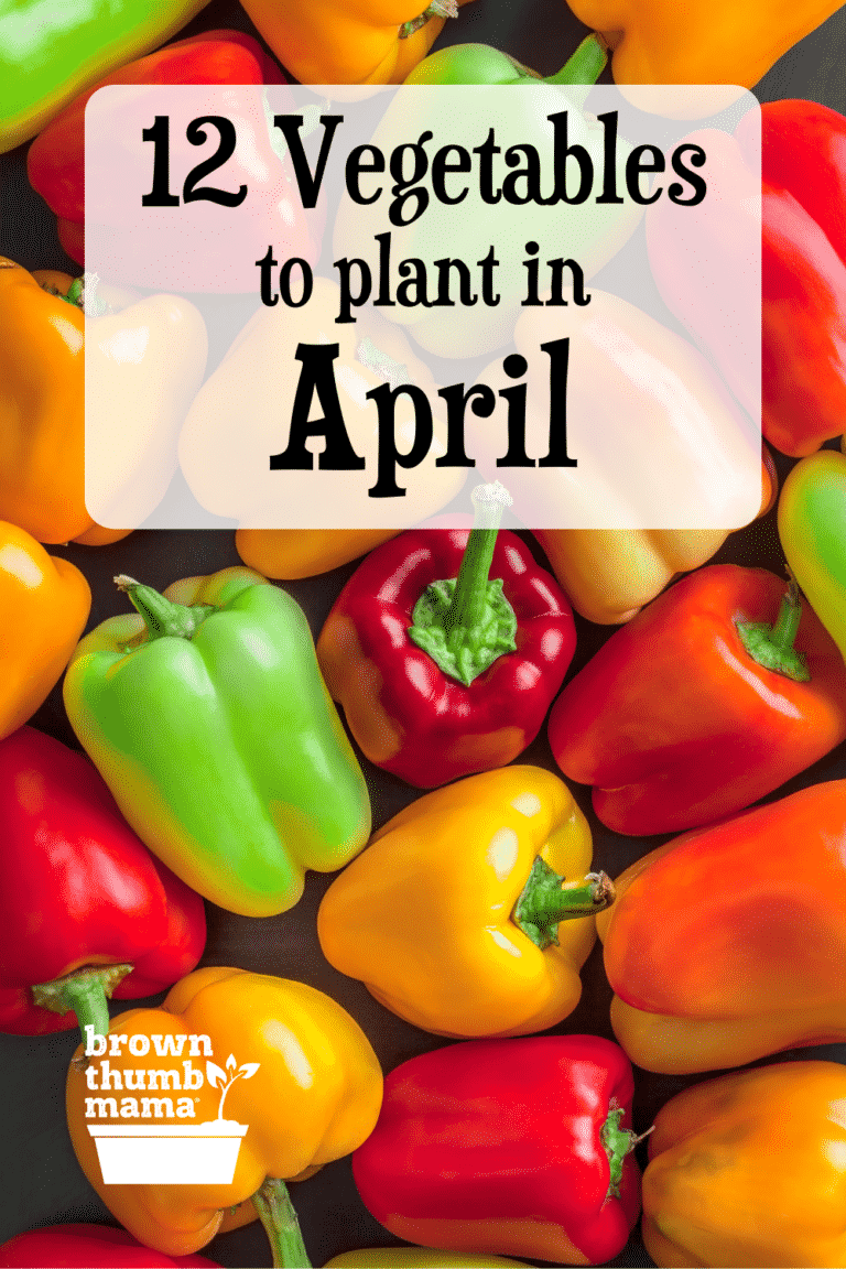 12 Vegetables to Plant in April {Zone 9} - Brown Thumb Mama®