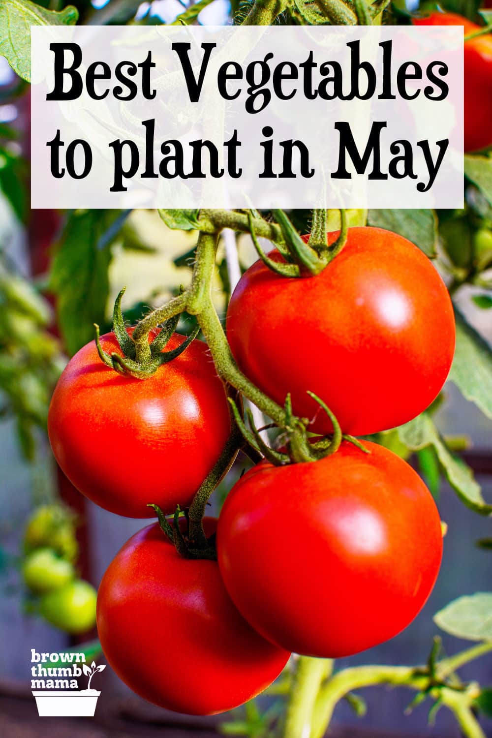 11 Vegetables to Plant in May {Zone 9} - Brown Thumb Mama®