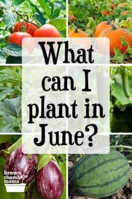 8 Vegetables to Plant in June {Zone 9} - Brown Thumb Mama®
