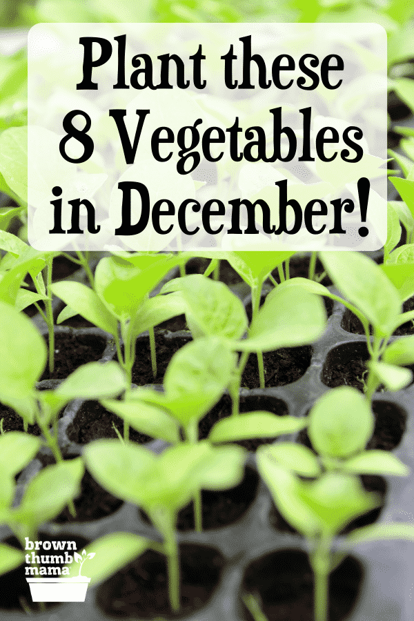 8 Vegetables to Plant in December {Zone 9} - Brown Thumb Mama®