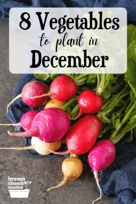 8 Vegetables to Plant in December {Zone 9} - Brown Thumb Mama®