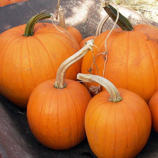 Best Vegetables to Grow in a Drought | Brown Thumb Mama®