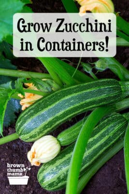 How to Grow Zucchini in Containers - Brown Thumb Mama®