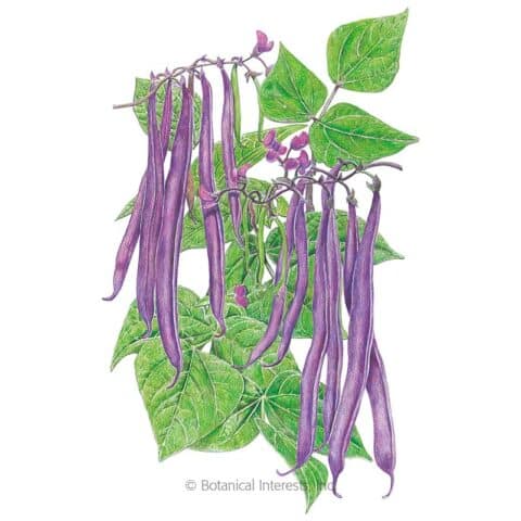 Best Green Beans to Grow in Containers - Brown Thumb Mama®