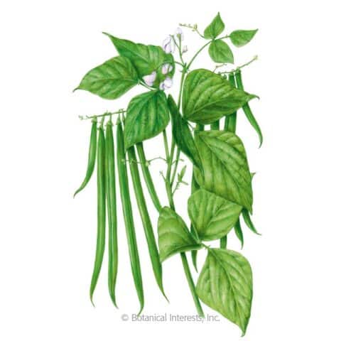 Best Green Beans to Grow in Containers - Brown Thumb Mama®