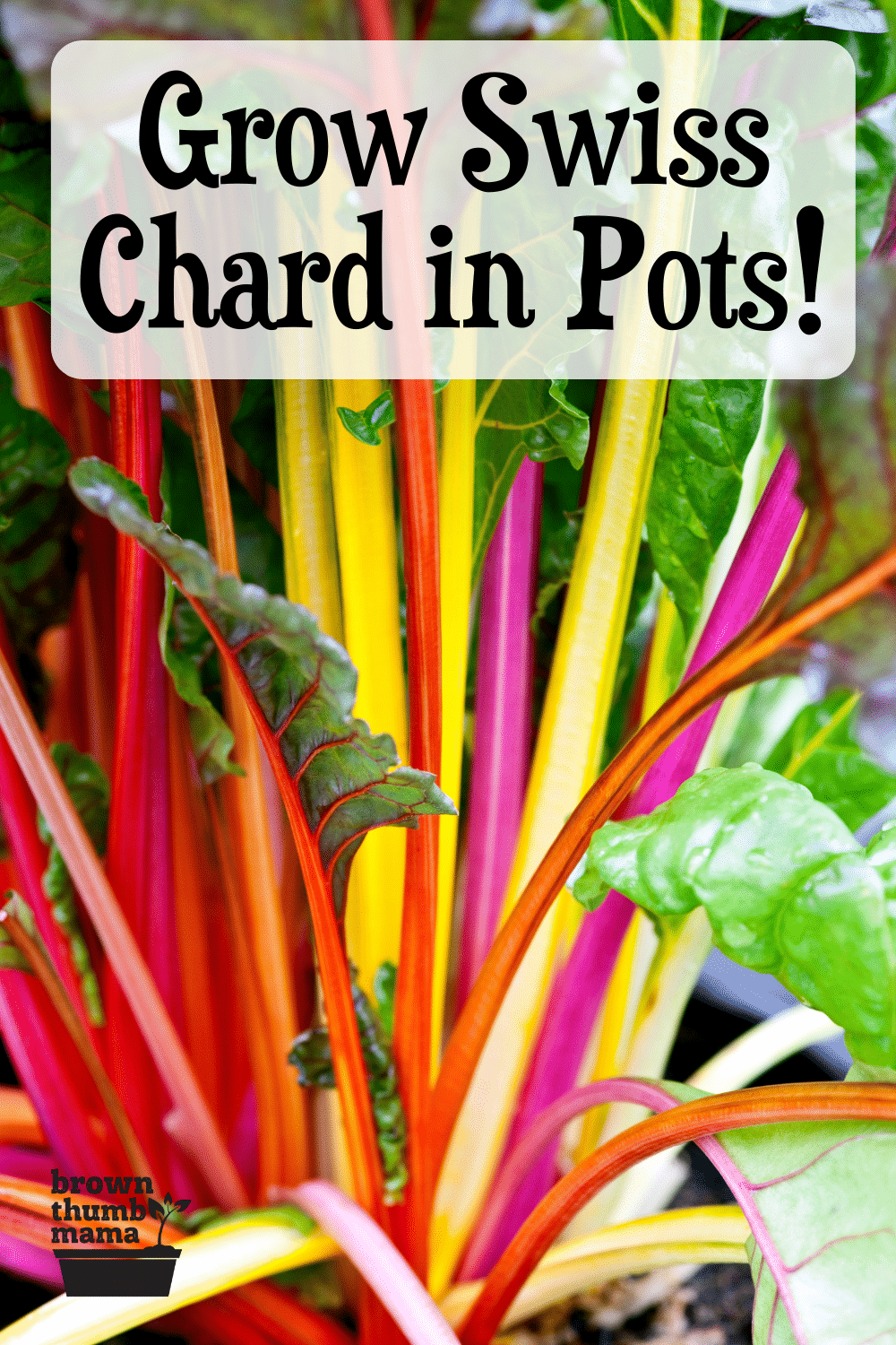 Growing Chard in Containers - Brown Thumb Mama®