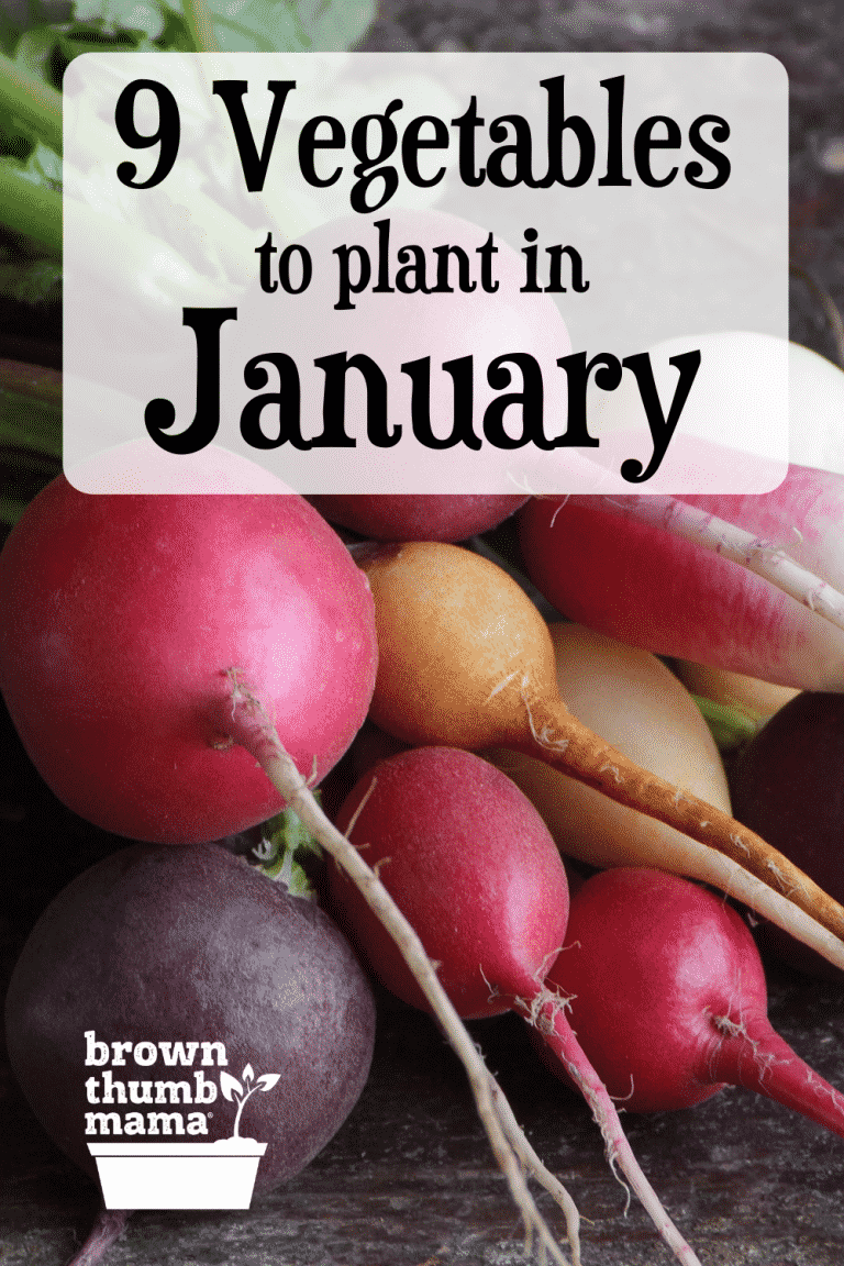 9 Vegetables to Plant in January {Zone 9} - Brown Thumb Mama®