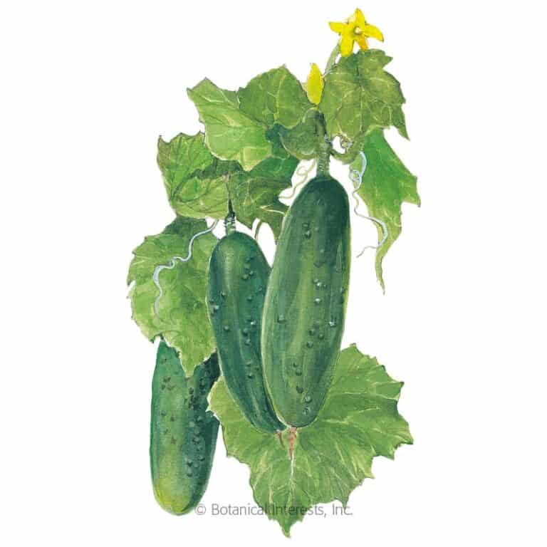 Best Types of Cucumber to Grow in Containers - Brown Thumb Mama®