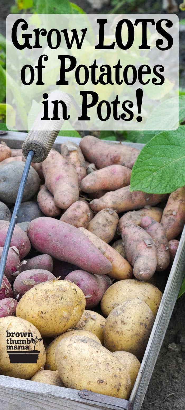 Grow Potatoes in Containers - Brown Thumb Mama®