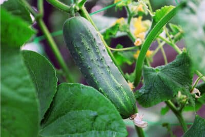 How to Grow Cucumbers in Containers - Brown Thumb Mama®