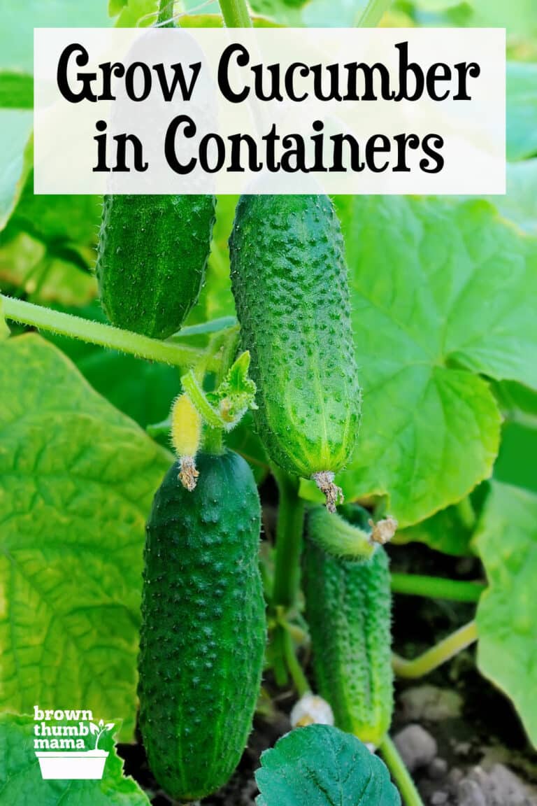 How to Grow Cucumbers in Containers - Brown Thumb Mama®