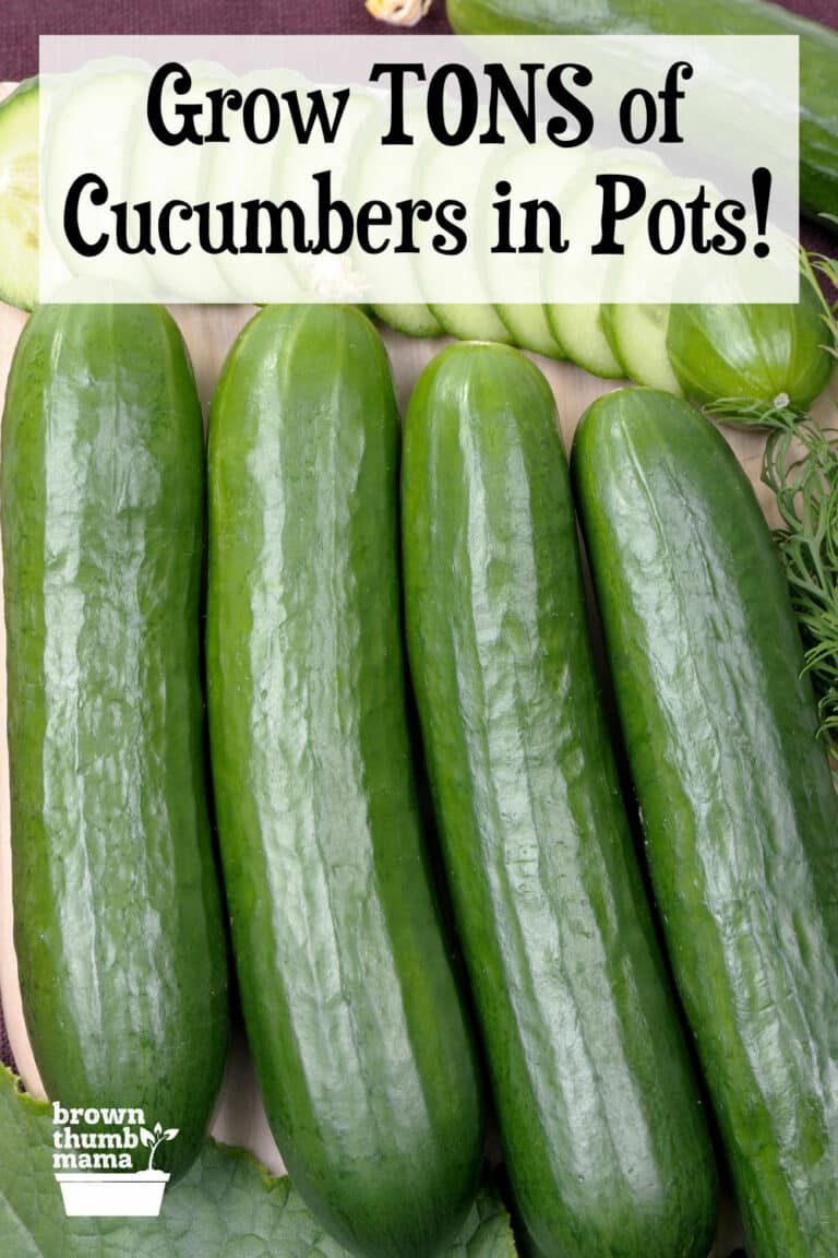 How to Grow Cucumbers in Containers - Brown Thumb Mama®