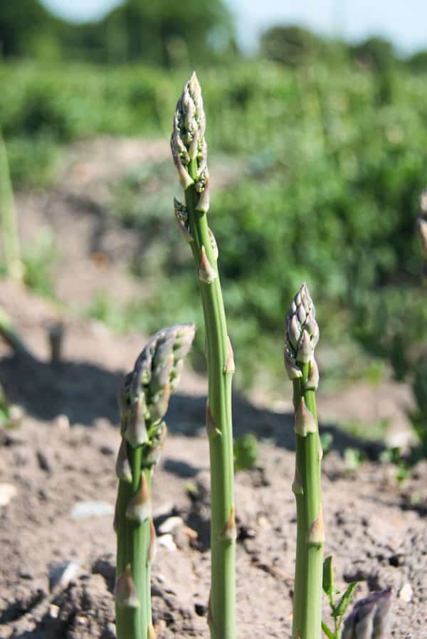 How to Grow Asparagus | Brown Thumb Mama®