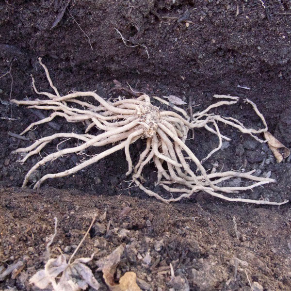 How to Grow Asparagus | Brown Thumb Mama®