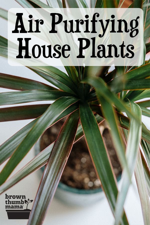 8 Indoor Plants that Clean the Air - Brown Thumb Mama®