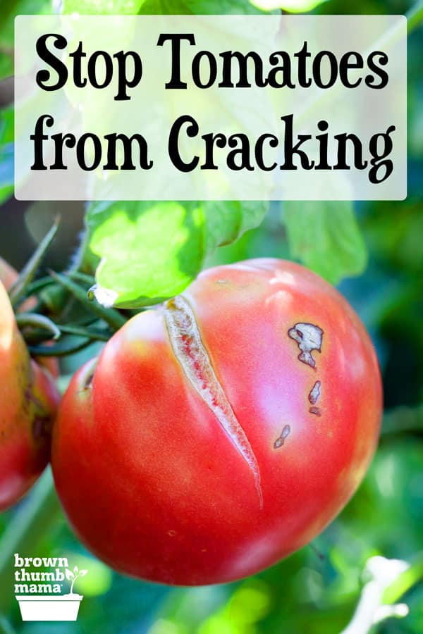 Stop Tomatoes from Splitting or Cracking - Brown Thumb Mama®