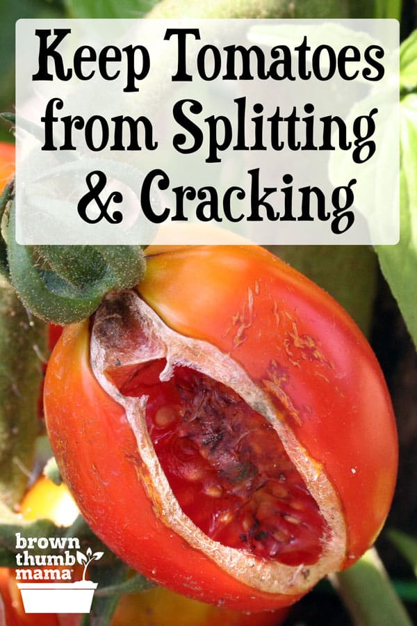 Stop Tomatoes from Splitting or Cracking - Brown Thumb Mama®