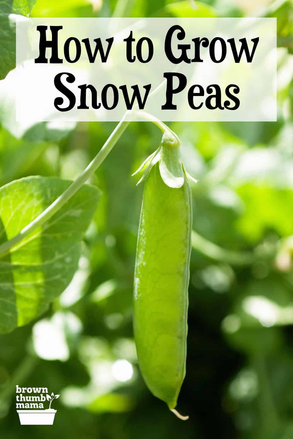 How to Plant & Grow Snow Peas - Brown Thumb Mama®