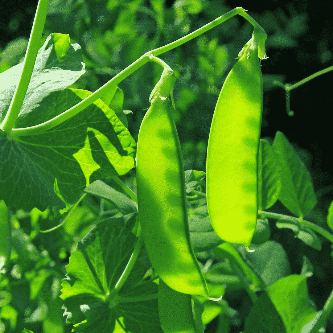 How to Plant & Grow Snow Peas - Brown Thumb Mama®