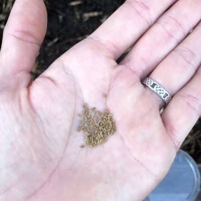 How to Grow Carrots | Brown Thumb Mama®